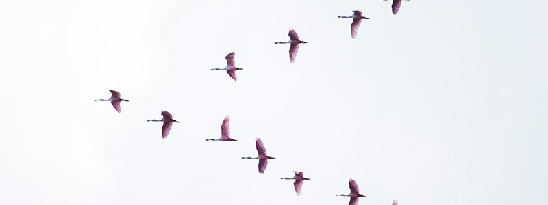 Veeva Vault Migration Guide: Ensure Seamless Data Transition