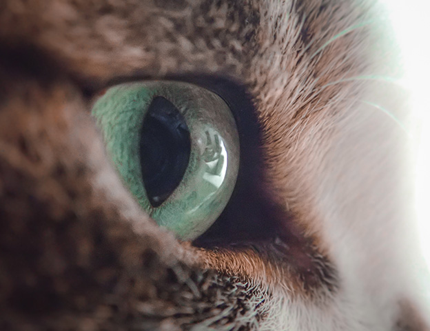 Data Solutions for the Animal Health Industry